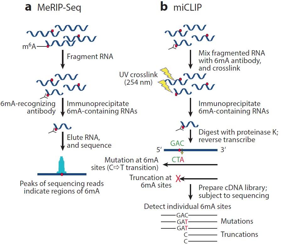 公司介绍_联川生物